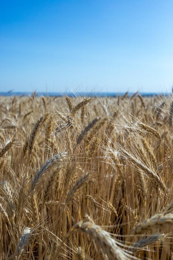 Trigo No Campo Planta, Natureza, Centeio Imagem de Stock - Imagem de ...