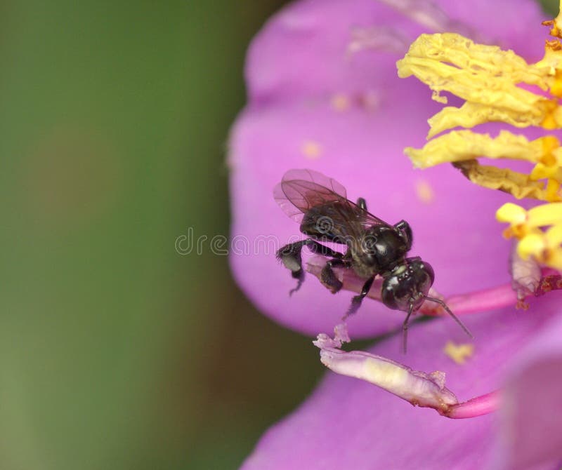 Trigona bee stock image. Image of trigona, busy, insect - 92233271