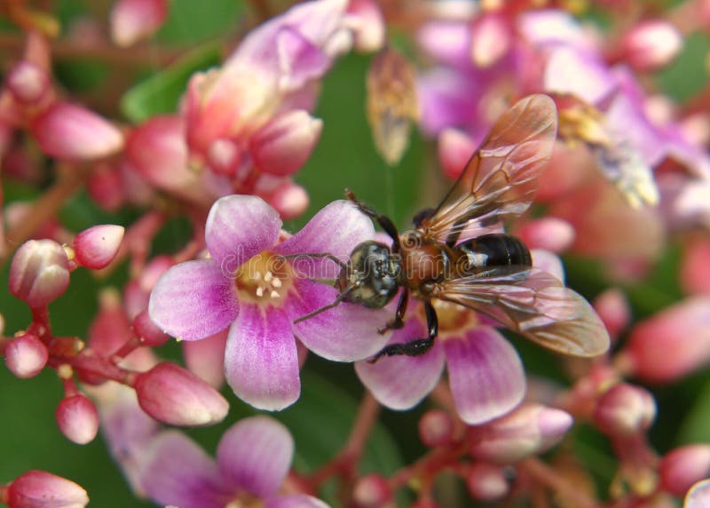 Trigona bee stock image. Image of trigona, flower, natural - 107839675