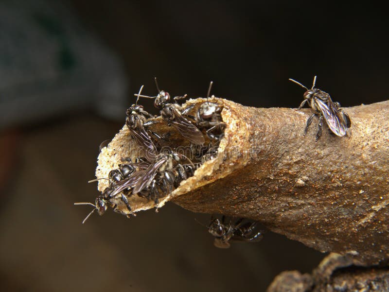 The Entrance of the Trigona Beehive Stock Image - Image of beehive ...