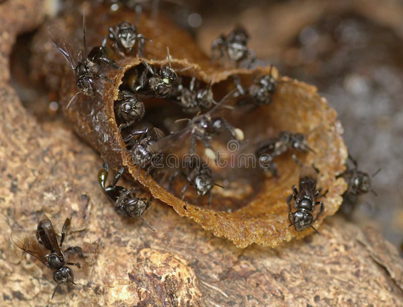 Trigona Itama Stock Photos - Free & Royalty-Free Stock Photos from ...