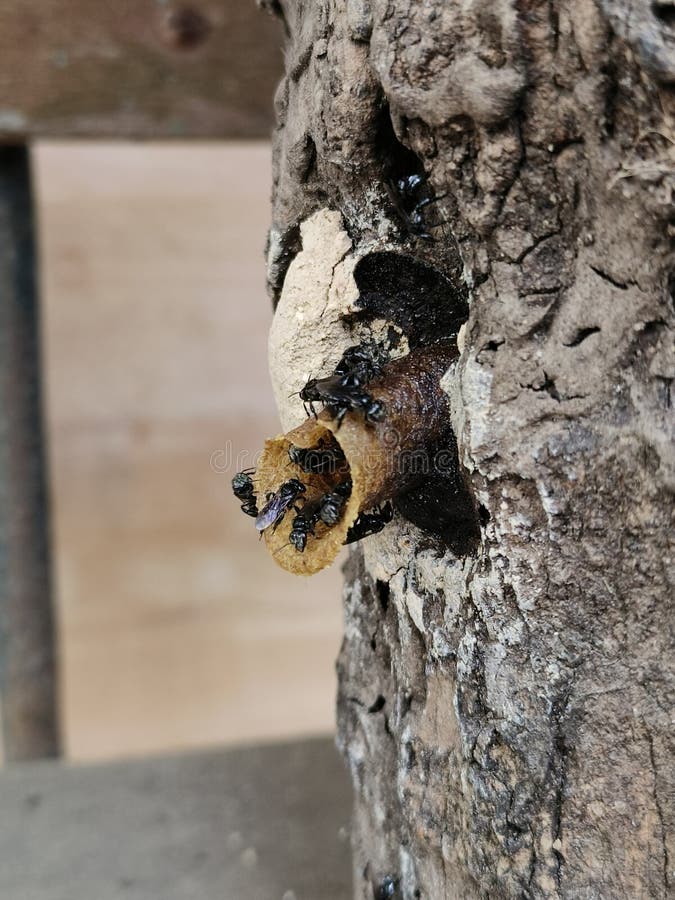 Trigona Bee Nest in a Hollow Rotting Wood Tree Stock Image - Image of hollow, tree: 357436285