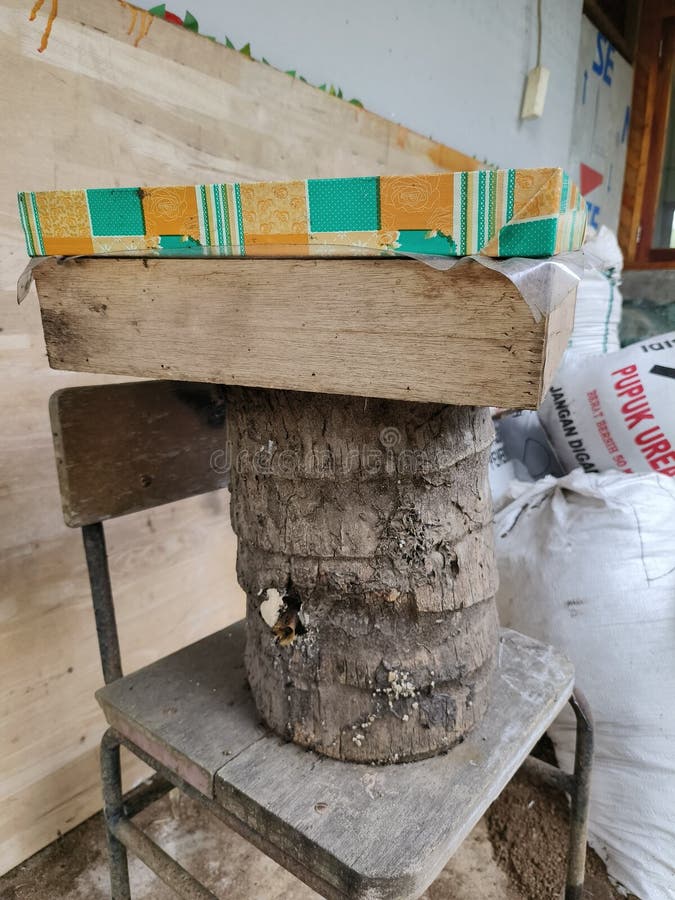 Trigona Bee Nest in a Hollow Rotting Wood Tree Editorial Stock Image ...