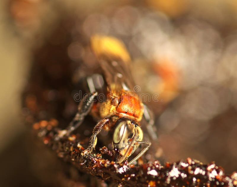 Trigona Bee stock photo. Image of trigona, species, entrence - 72731370
