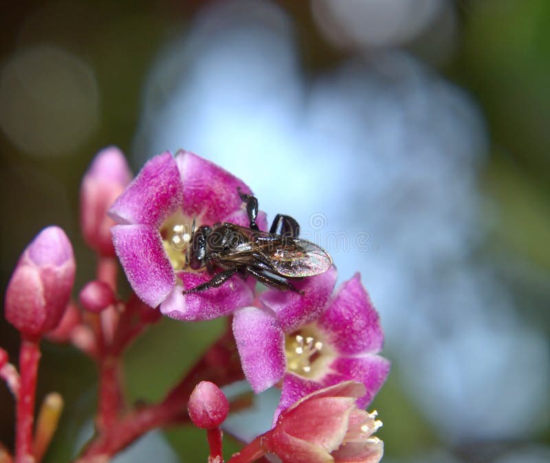 Trigona bee stock photo. Image of fruit, trigona, insect - 77058810