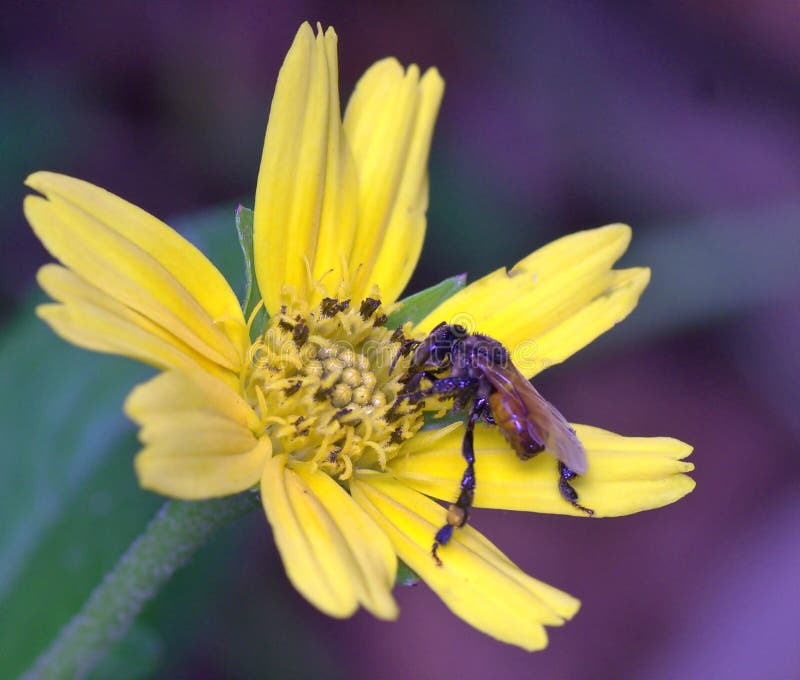 Trigona bee stock photo. Image of trigona, nature, stingles - 92663838