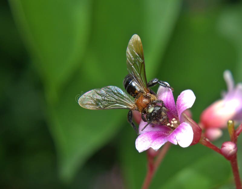 Trigona bee stock photo. Image of honey, trigona, flower - 107444300