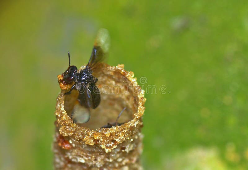 Trigona bee stock photo. Image of trigona, lebah, kelulut - 219248260