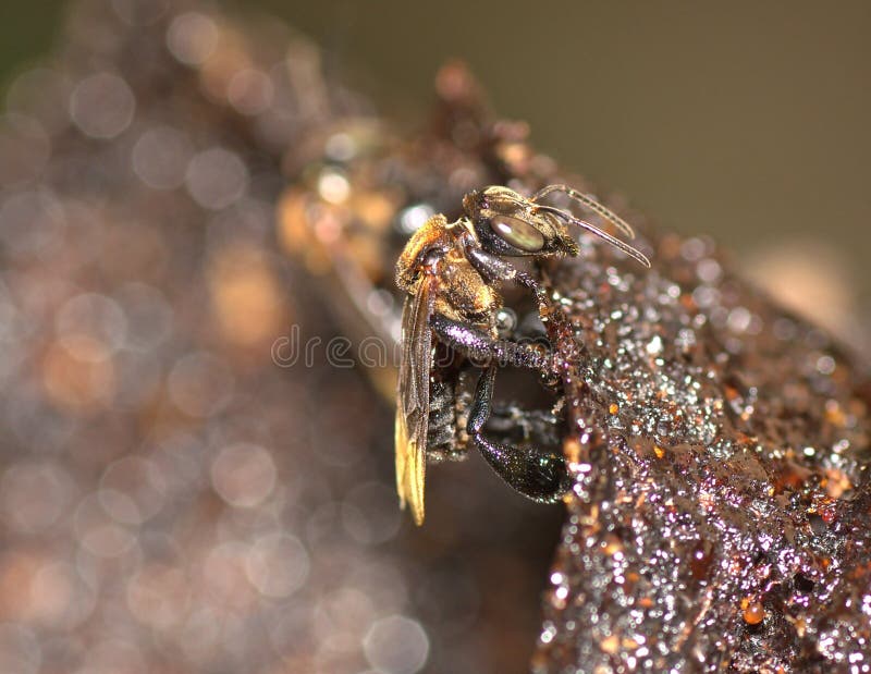 Trigona Bee stock image. Image of thoracica, insect, nature - 76032247