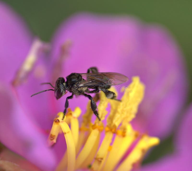 Trigona bee stock image. Image of work, keluluy, insect - 92233101