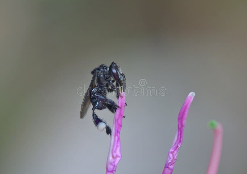 Trigona bee stock image. Image of kelulut, work, trigona - 219248227