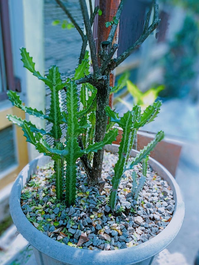 Trigona Cactus with Its Shape Like a Trident. Stock Photo - Image of ...