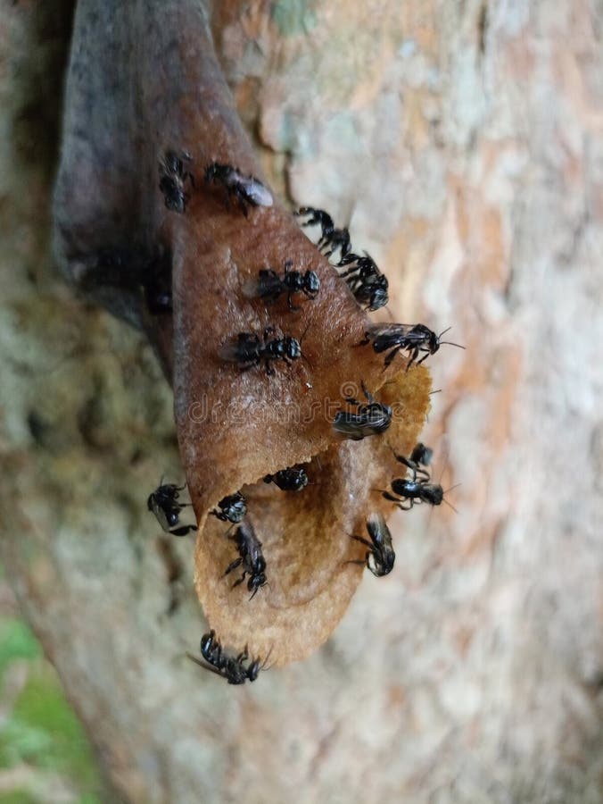 Trigona Itama Nest Stock Photos - Free & Royalty-Free Stock Photos from ...