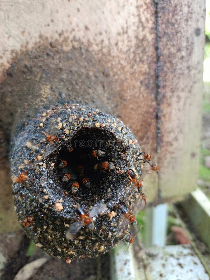 Bee Trigona Torasica Nest in Wood Box Stock Photo - Image of trigona ...