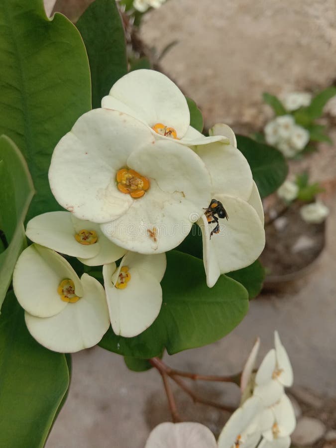 Trigona on White Flower Honey Stock Photo - Image of honey, hone: 269075060