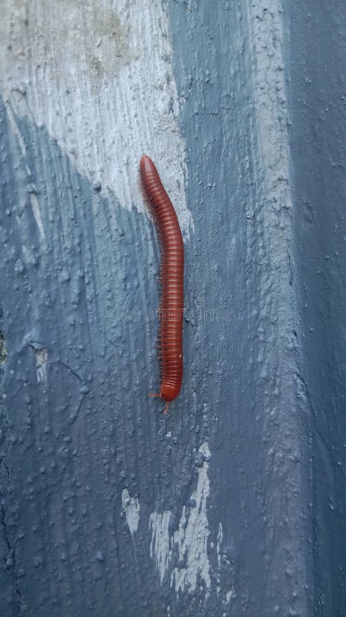 Trigoniulus Corallinus or Keluwing Crawling in the Wall of the House ...