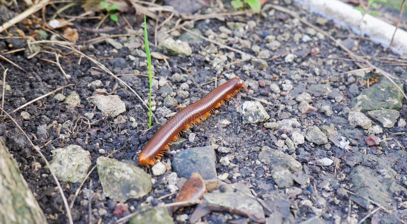Trigoniulus Corallinus, Sometimes Called the Rusty Millipede or Common ...