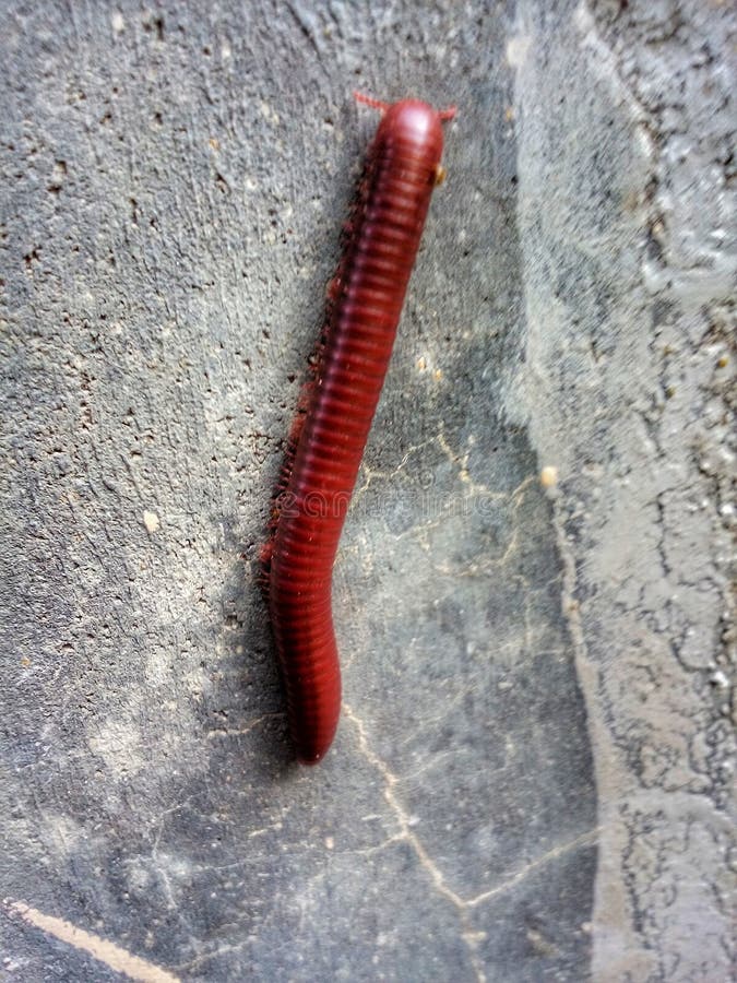 Trigoniulus corallinus stock image. Image of thailand - 80171049