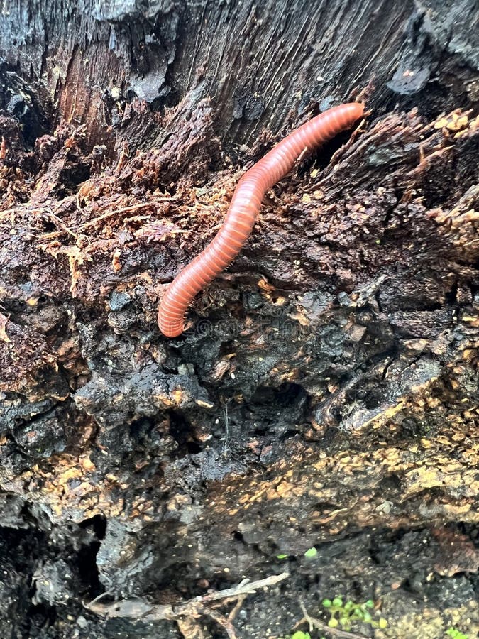 Trigoniulus corallinus stock photo. Image of weathered - 315592092