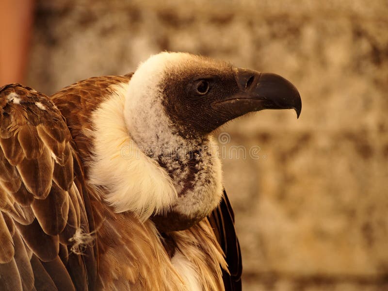Trigonoceps Occipital - White-headed Vulture Stock Image - Image of ...