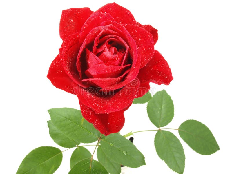 Trillende Nam Rood Van Misted Toe Stock Afbeelding - Image of mist ...