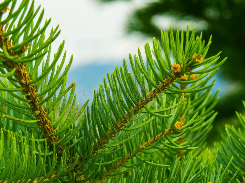 Trillende Pijnboom stock afbeelding. Image of altijdgroen - 52393449