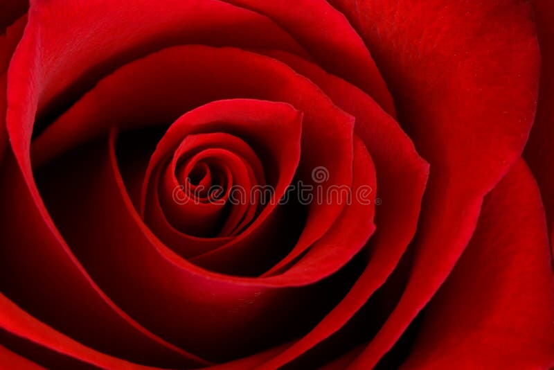 Trillende Rode Rose Close Up Macro - Samenvatting Stock Foto - Image of ...