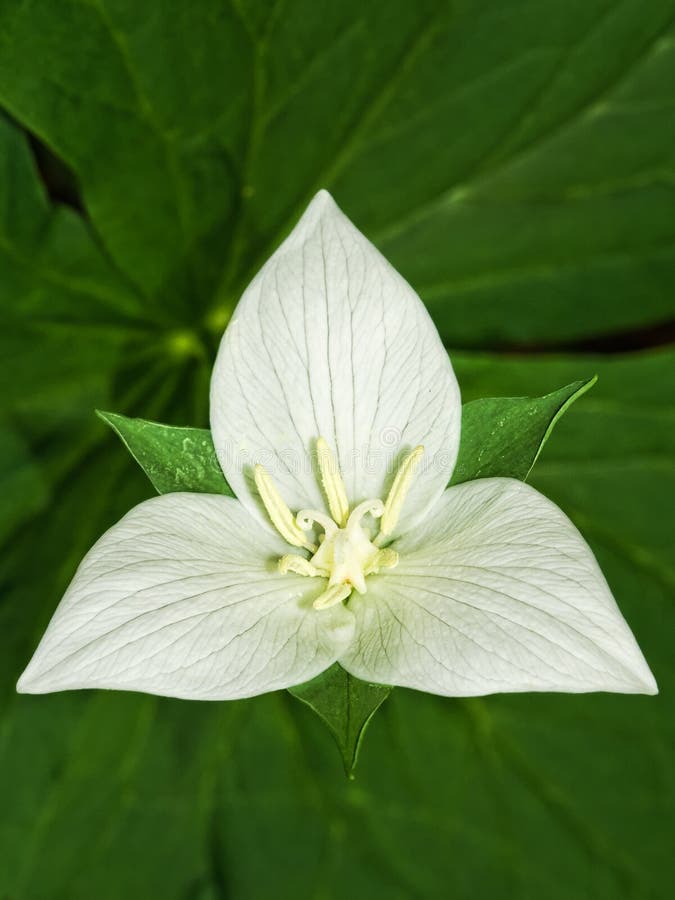1,125 Trillium Bloom Stock Photos - Free & Royalty-Free Stock Photos ...