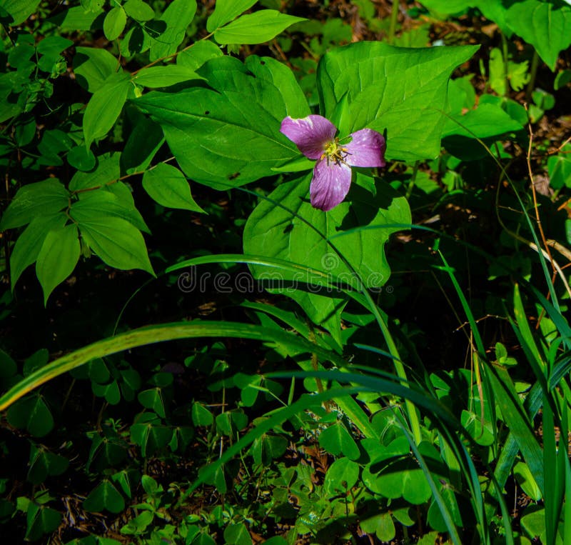 Trillium Bloom Redwood Rain Forest Stock Image - Image of litter, deep ...