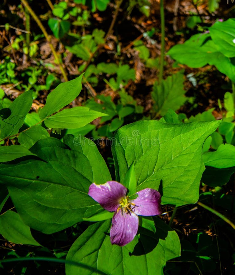 Trillium Bloom Redwood Rain Forest Stock Photo - Image of botany ...