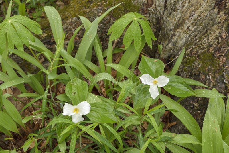 Trillium branco na flor foto de stock. Imagem de branco - 116976706