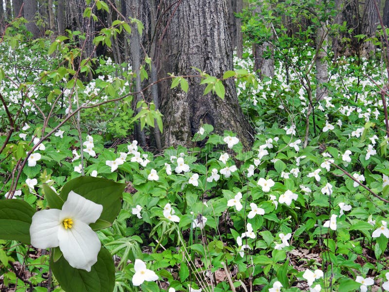 Trillium Flowers in a Springtime Forest in NYS Fingerlakes Stock Image ...