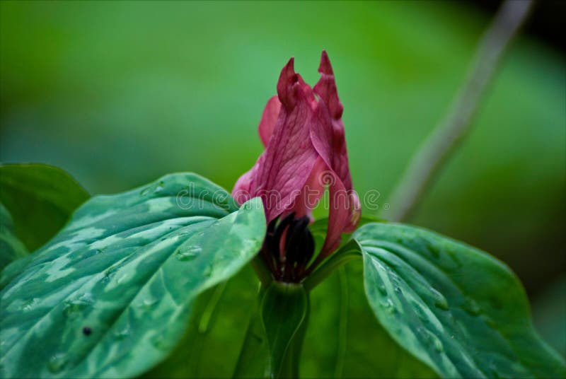 Forest Trillium stock photo. Image of closeup, nature - 227002454