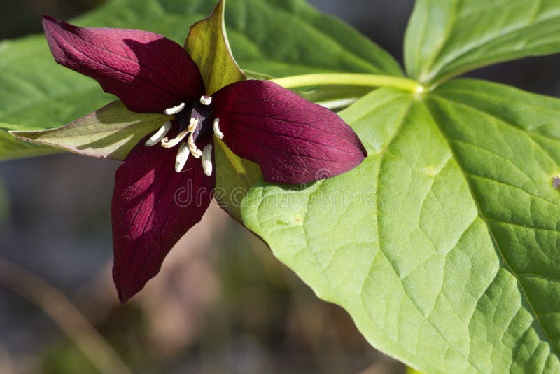 Trilio púrpura imagen de archivo. Imagen de nuevo, wildflowers - 24681217