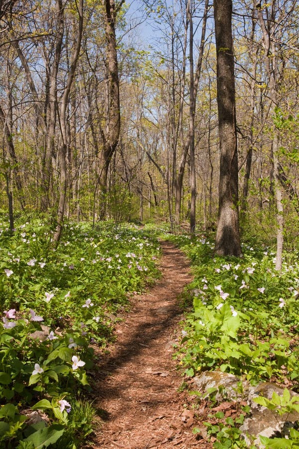 Trillium Plants Line the Appalachian Trail Stock Image - Image of ...