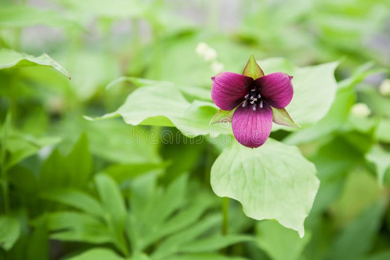 Purple Trillum Stock Photos - Free & Royalty-Free Stock Photos from ...