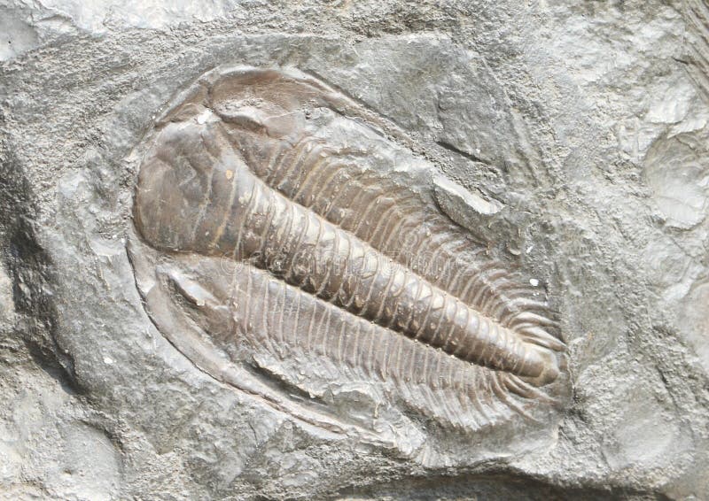 Trilobit stock photo. Image of fossil, stone, trilobite - 39442290