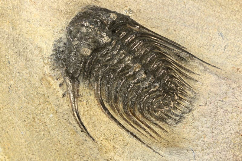Trilobite photo stock. Image du géologie, ère, biologie - 104114370
