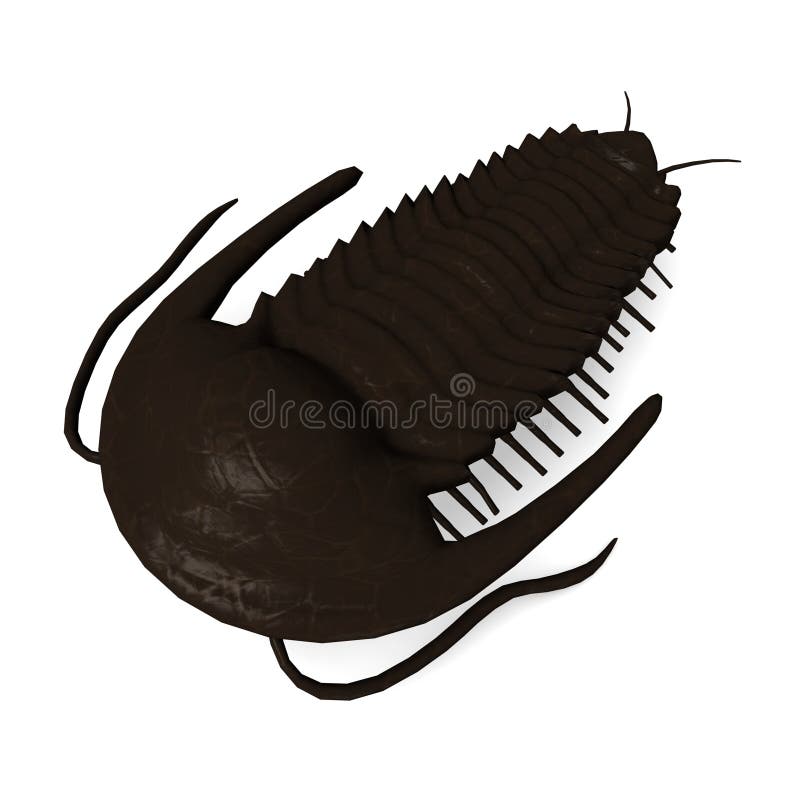 Trilobite - Extinct Animal Kind Stock Illustration - Illustration of ...