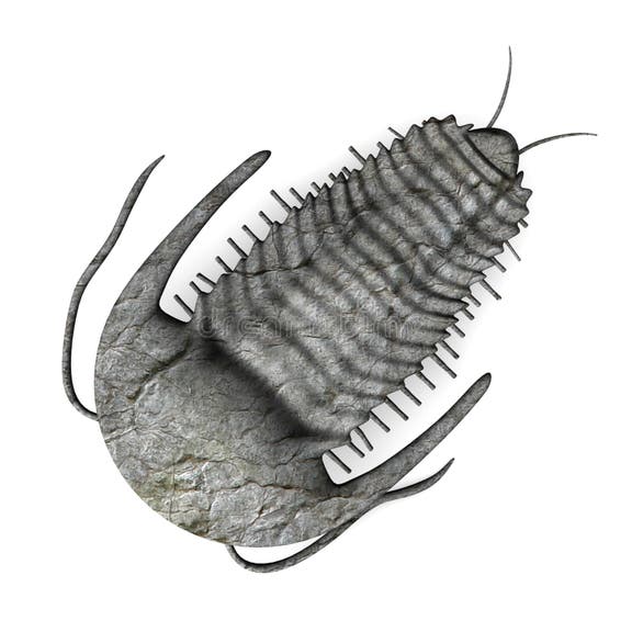 Trilobite Stock Illustrations – 836 Trilobite Stock Illustrations ...