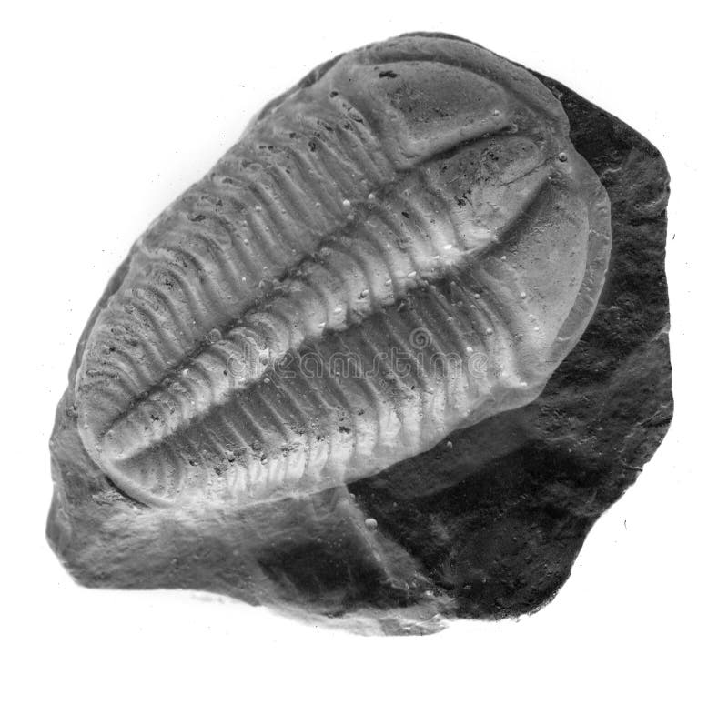 Prehistoric Fossilized Trilobite Stock Image - Image of silurian ...