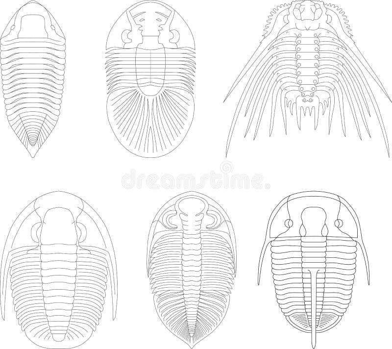 Solo dibujo de Trilobite stock de ilustración. Ilustración de salir ...