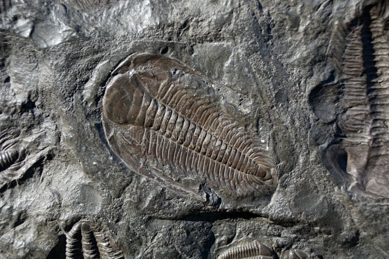 Trilobite foto de archivo. Imagen de trilobita, transferencia - 41249816