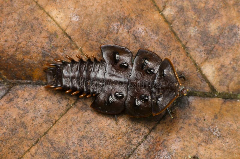 Trilobite Beetle, Borneo, Malaysia Stock Photo - Image of nature ...