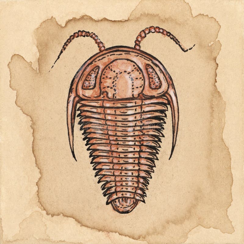 Trilobite Stock Illustrations – 890 Trilobite Stock Illustrations ...