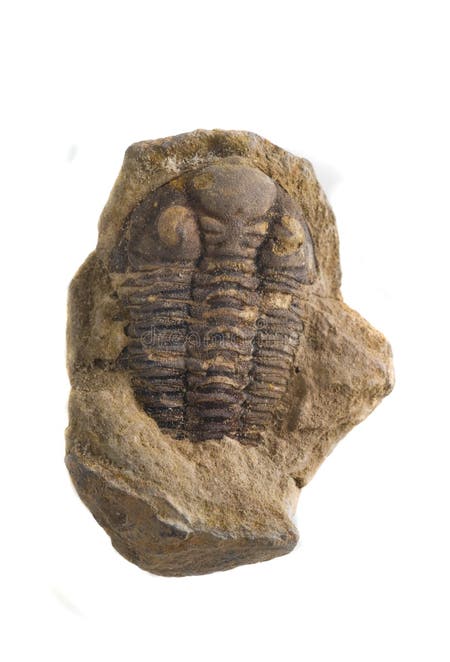 Trilobite fossil. stock photo. Image of prepared, gray - 12567108