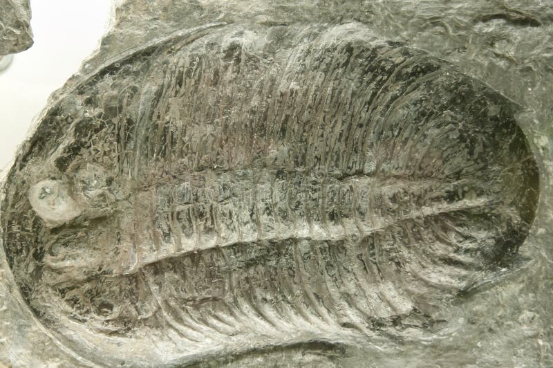 Trilobite Fossil stock image. Image of artifact, prehistoric - 91469059