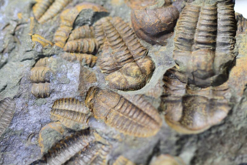 Trilobite background stock photo. Image of crustacean - 6510620