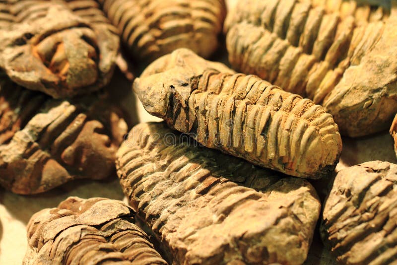 Trilobite background stock photo. Image of crustacean - 6510620