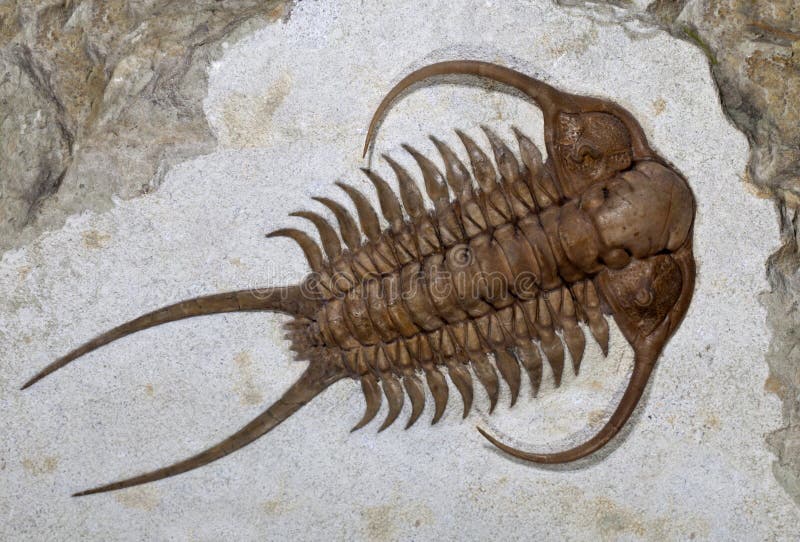 Trilobite Fossil (Cheirurus Ingricus) Stock Photo - Image of crinoid ...